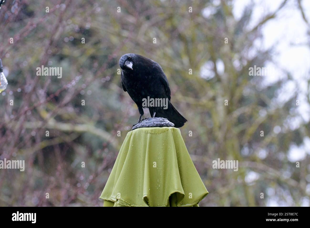 An American Crow (Corvus brachyrhynchos) in Seattle Stock Photo - Alamy