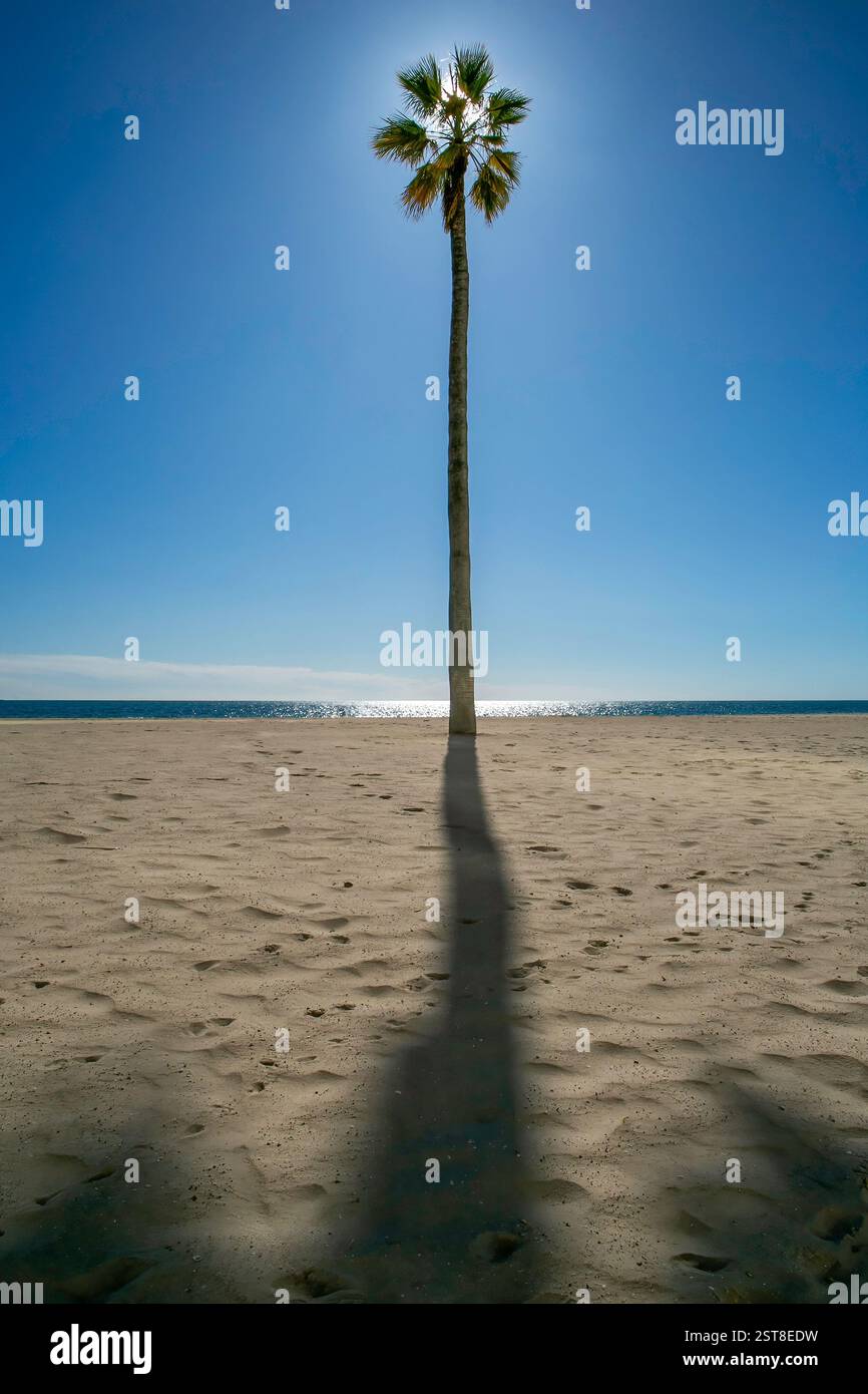 Individual palm tree hi-res stock photography and images - Alamy