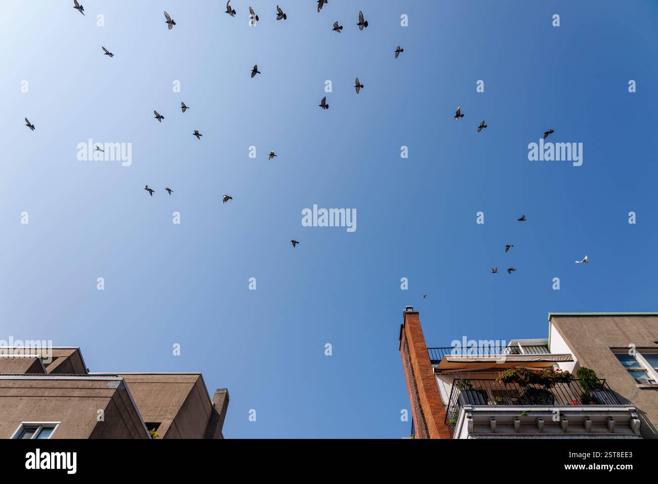Low-angle view of a flock of birds in the sky above buildings in ...