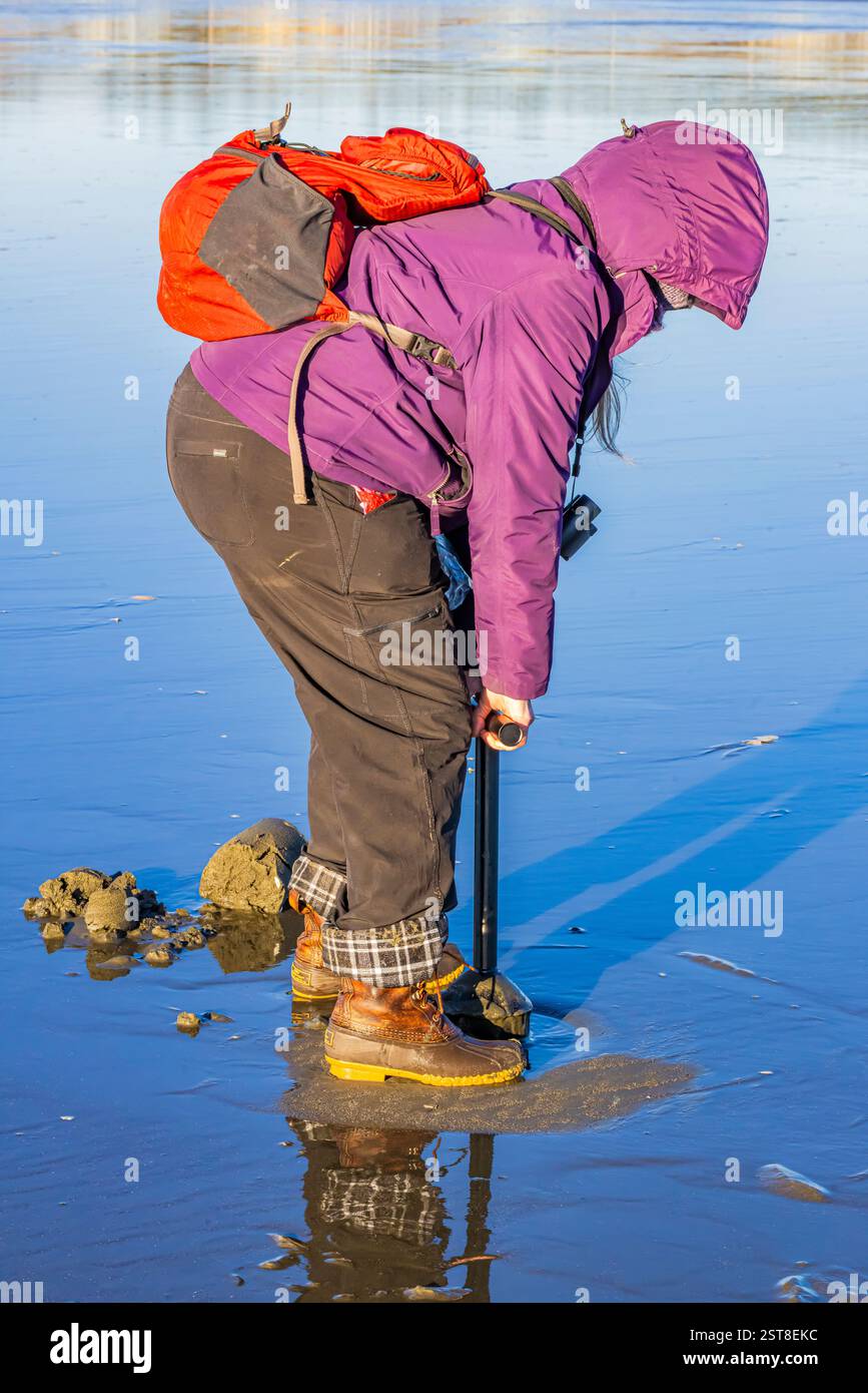 Using a clam gun for harvesting Razor Clams on Mocrocks Beach, Pacific ...