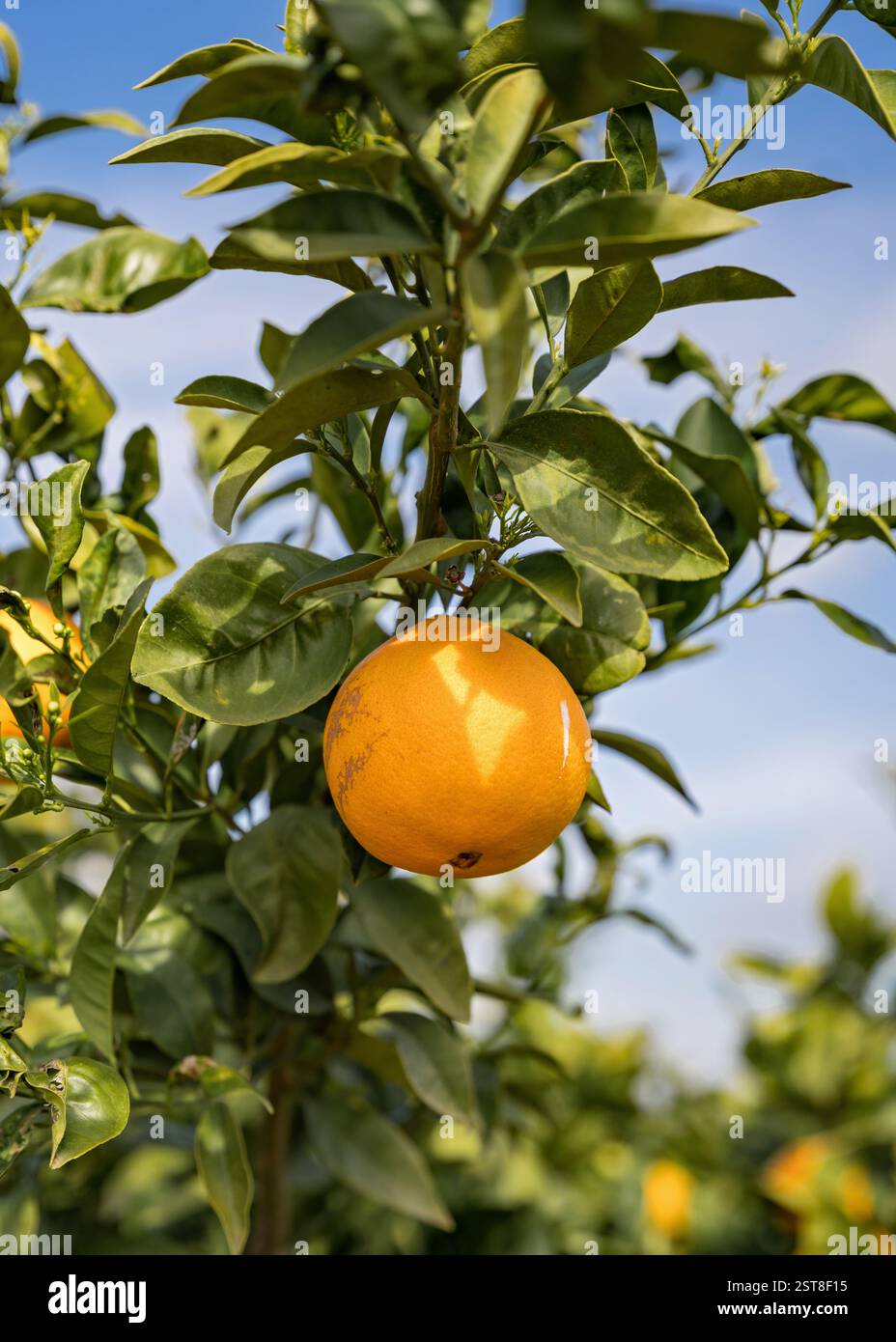 Beautiful orange tree garden in Portugal Stock Photo - Alamy