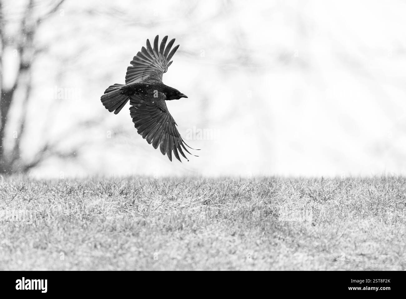 Tierwelt, Vögel 2025-02-16, GER, Bayern: Wintervögel - Rabenkrähe ...
