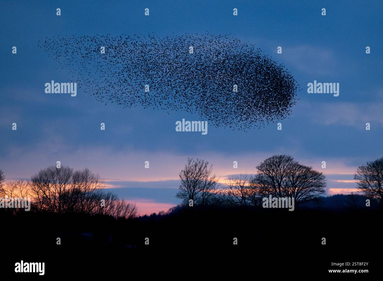 Ripon Racecourse, Ripon, Yorkshire, England, UK. 17th Feb, 2025. UK ...