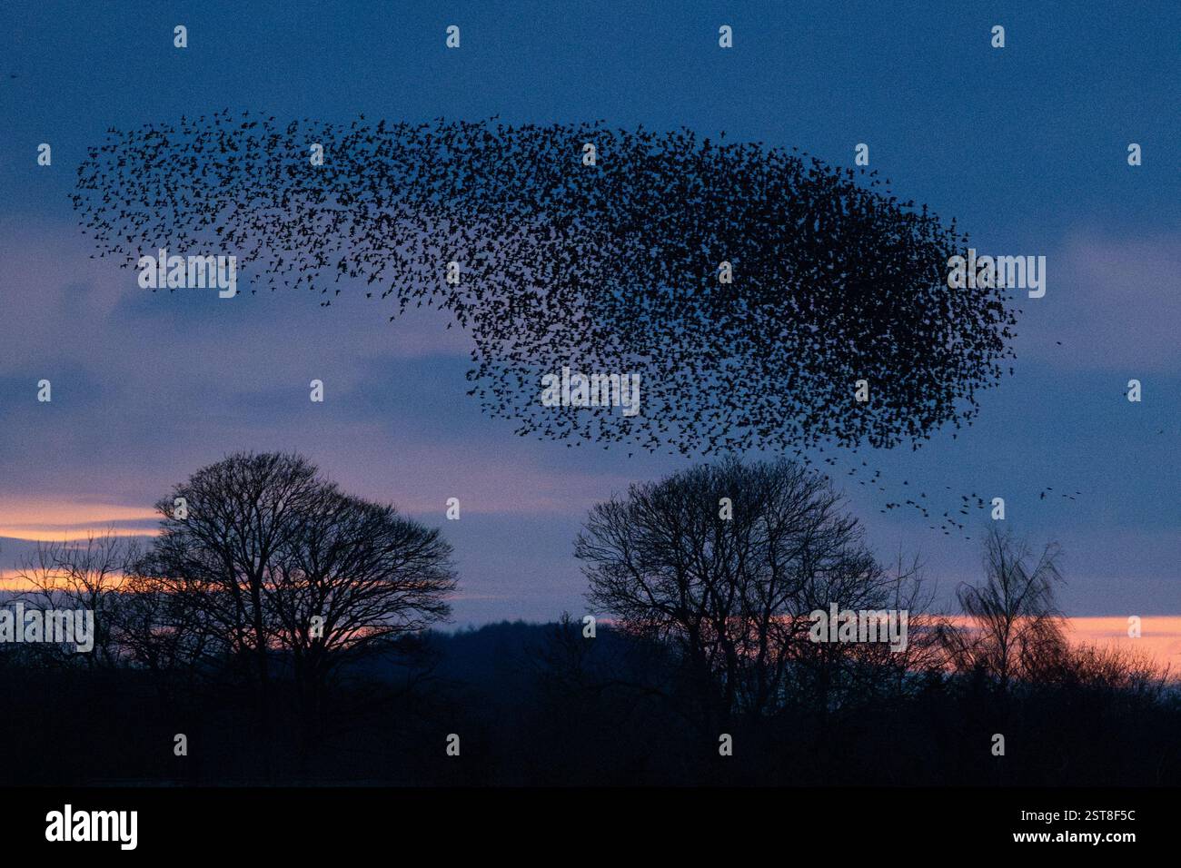 Ripon Racecourse, Ripon, Yorkshire, England, UK. 17th Feb, 2025. UK ...