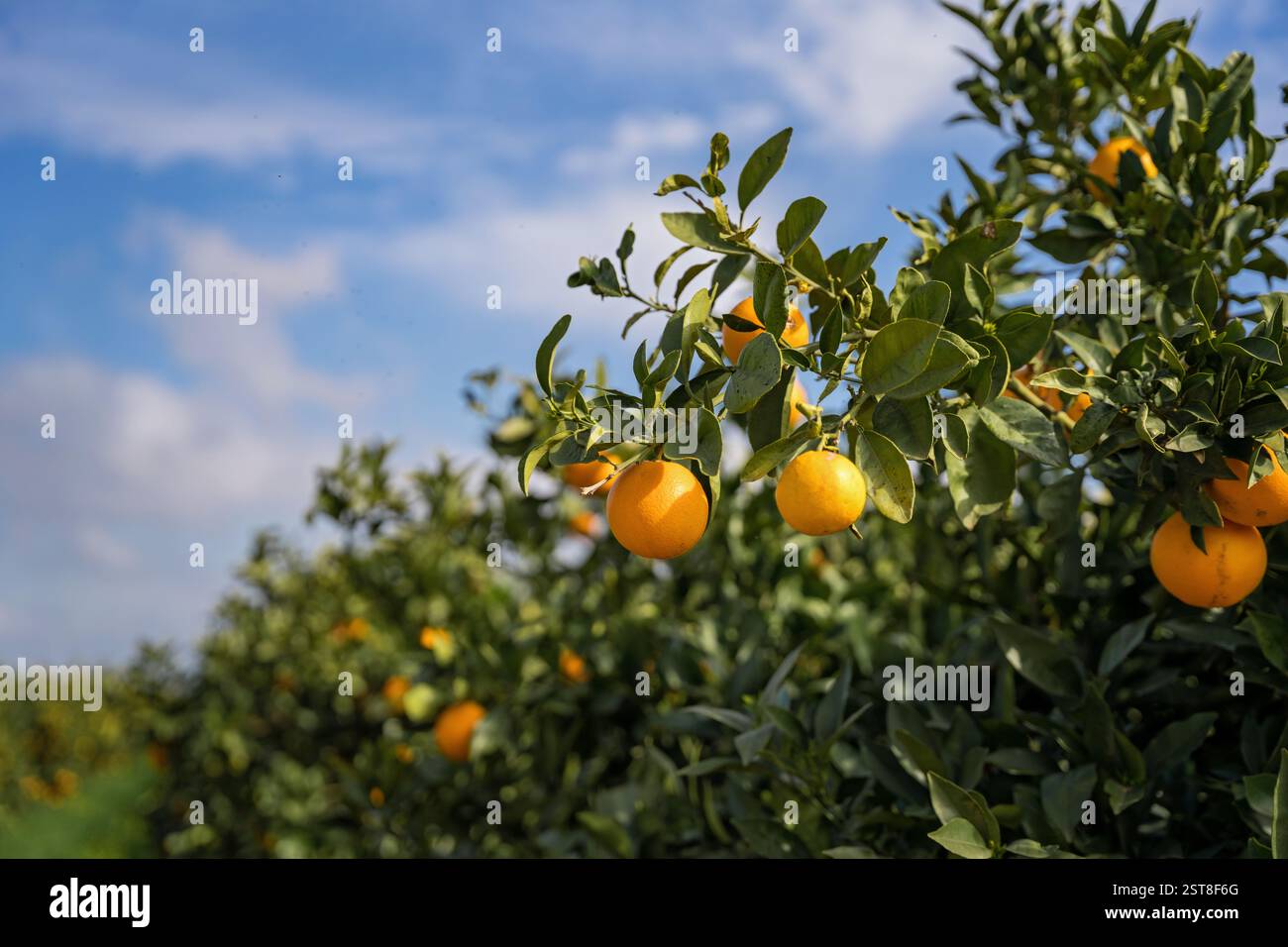 Beautiful orange tree garden in Portugal Stock Photo - Alamy