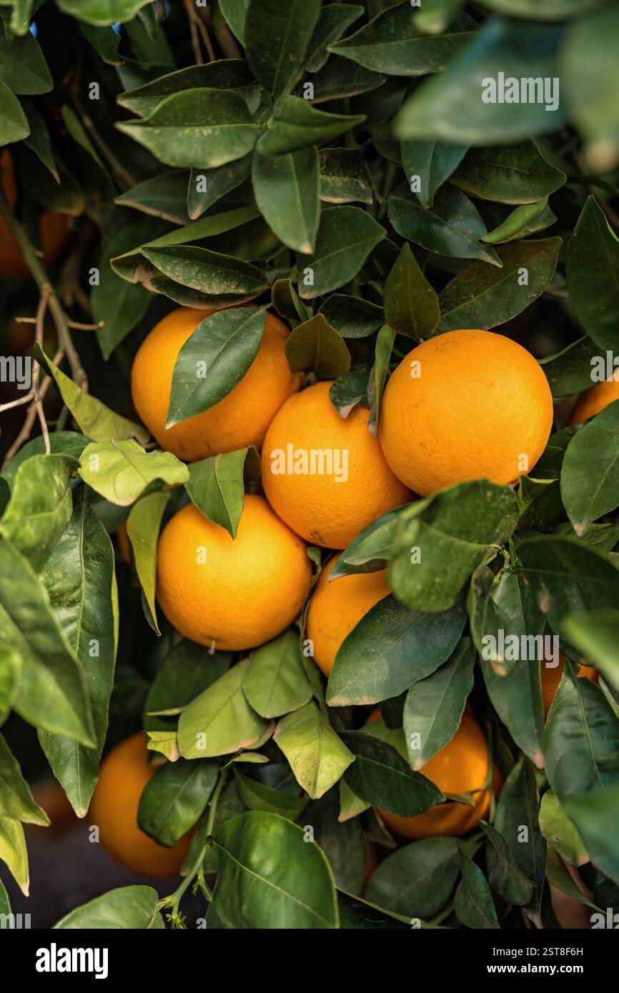 Beautiful orange tree garden in Portugal Stock Photo - Alamy