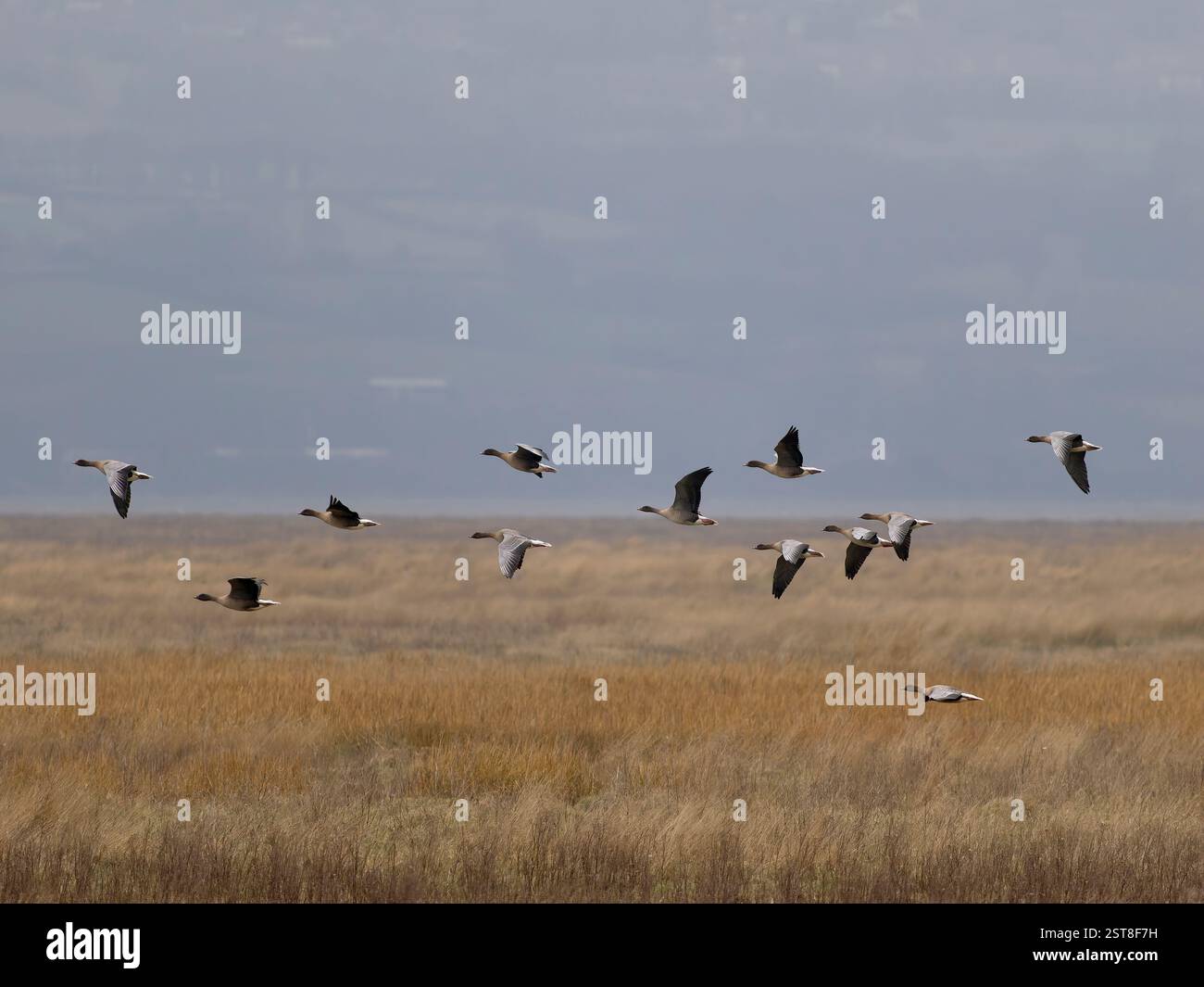 Pink-footed geese, Anser brachyrhynchus, Group of birds in flight ...