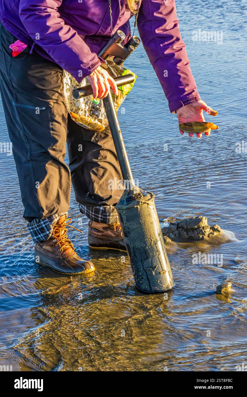 Using a clam gun for harvesting Razor Clams on Mocrocks Beach, Pacific ...