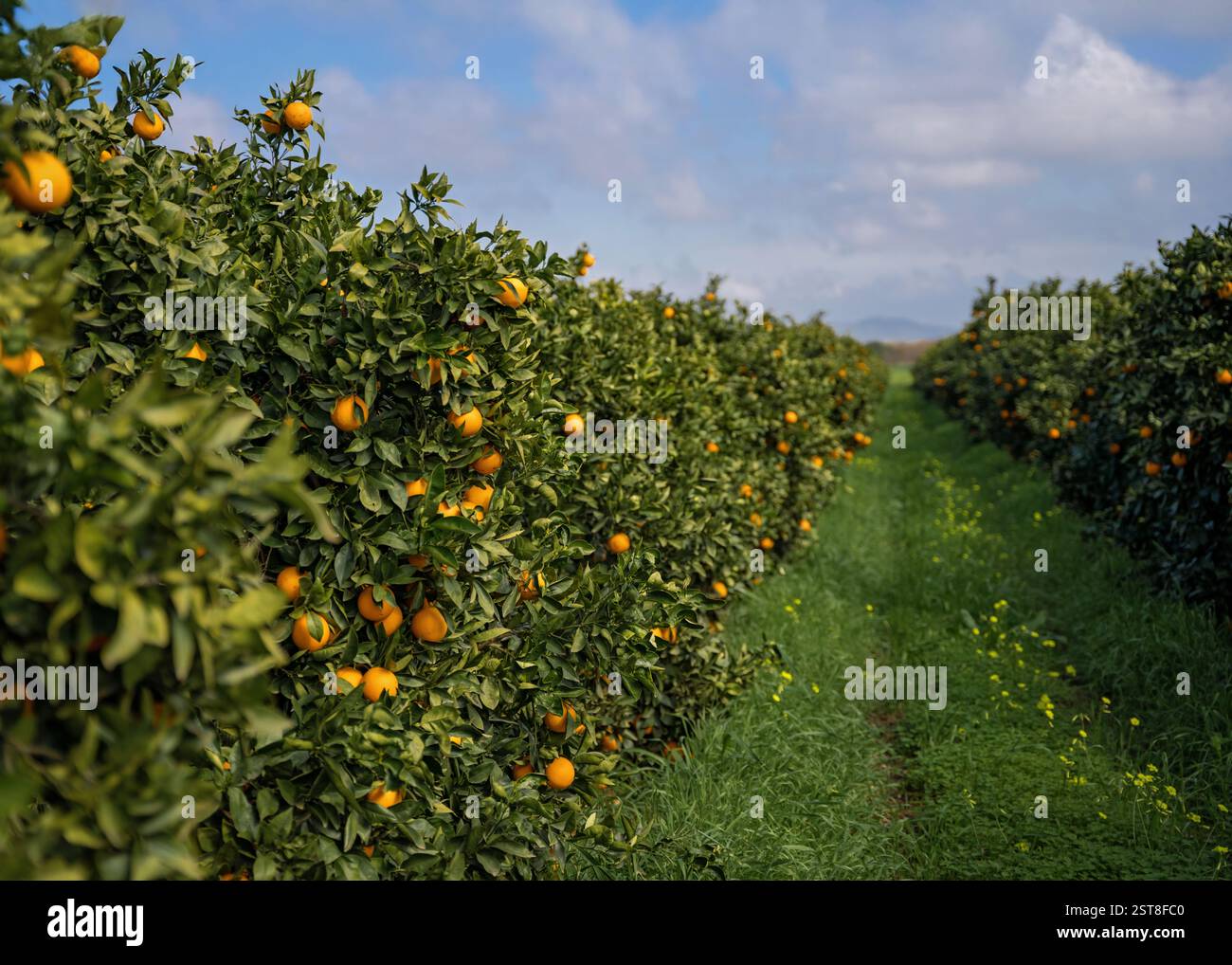 Garden environment portugal hi-res stock photography and images - Alamy