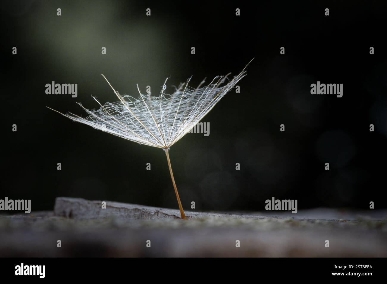A macro shot of a single dandelion seed resting on a surface ...