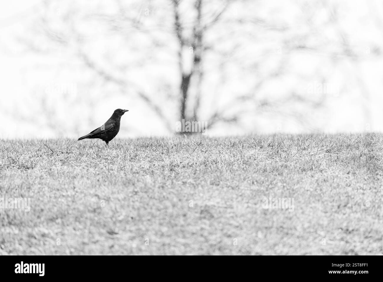 Tierwelt, Vögel 2025-02-16, GER, Bayern: Wintervögel - Rabenkrähe ...