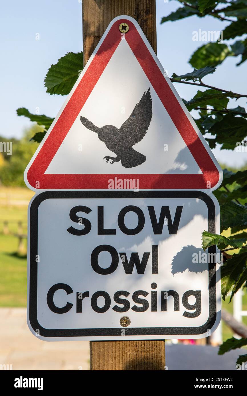 Owl crossing hi-res stock photography and images - Alamy