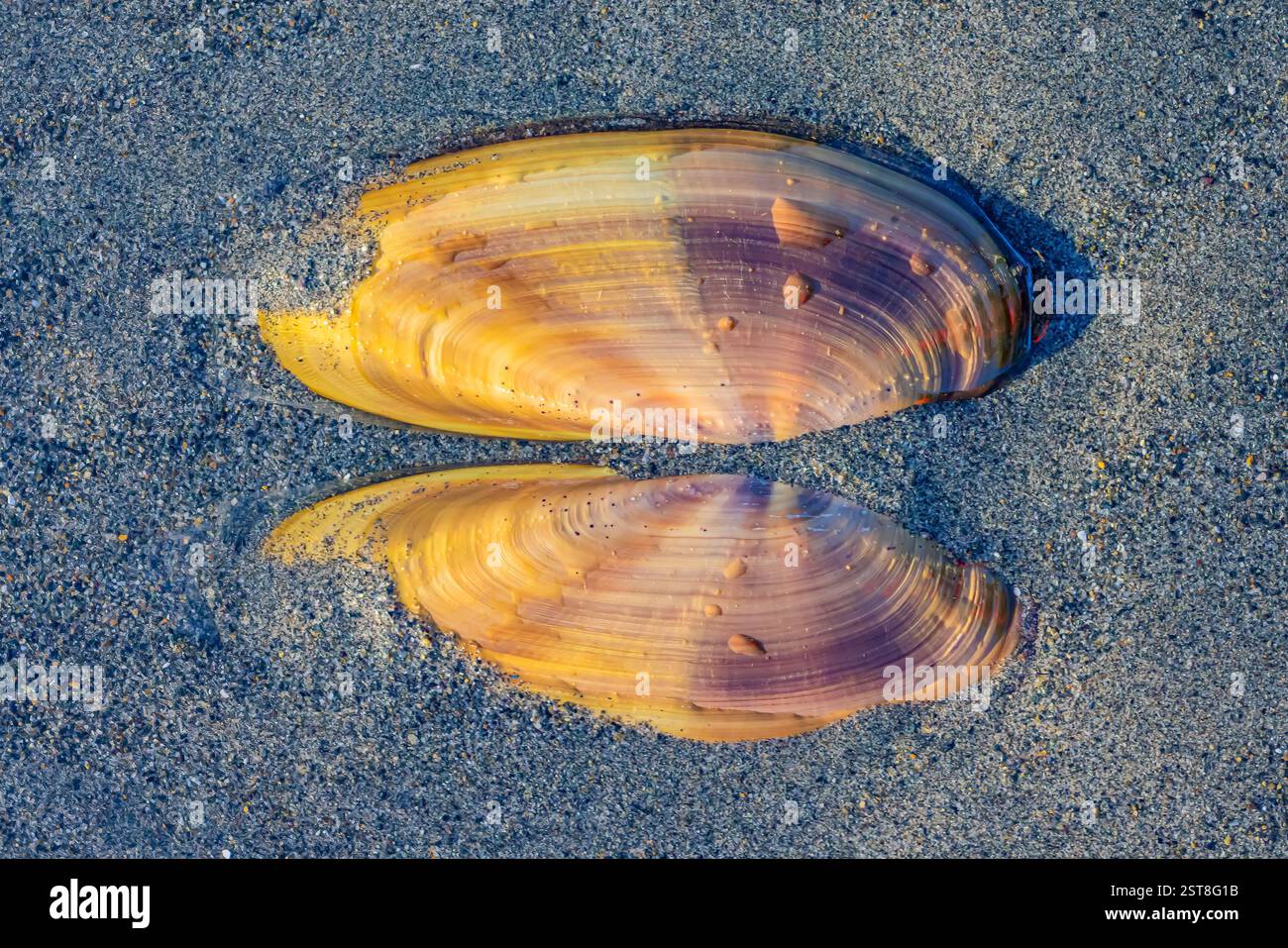 Pacific Razor Clam, Siliqua patula, shell on Mocrocks Beach, Pacific ...