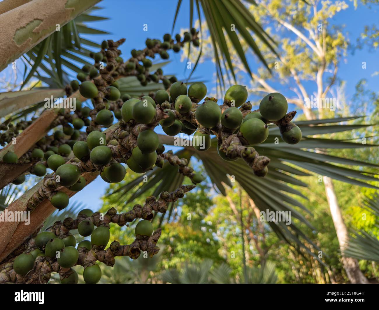 Date palm tree with clusters of young dates. Green unripe dates growing ...