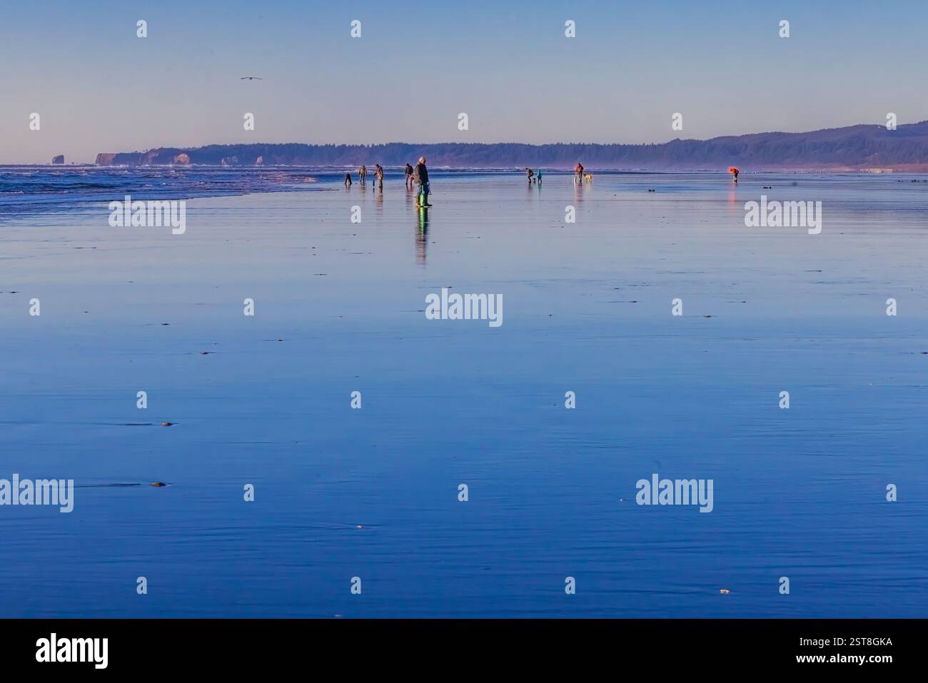 Harvesting Razor Clams on Mocrocks Beach, Pacific Ocean, Washington ...