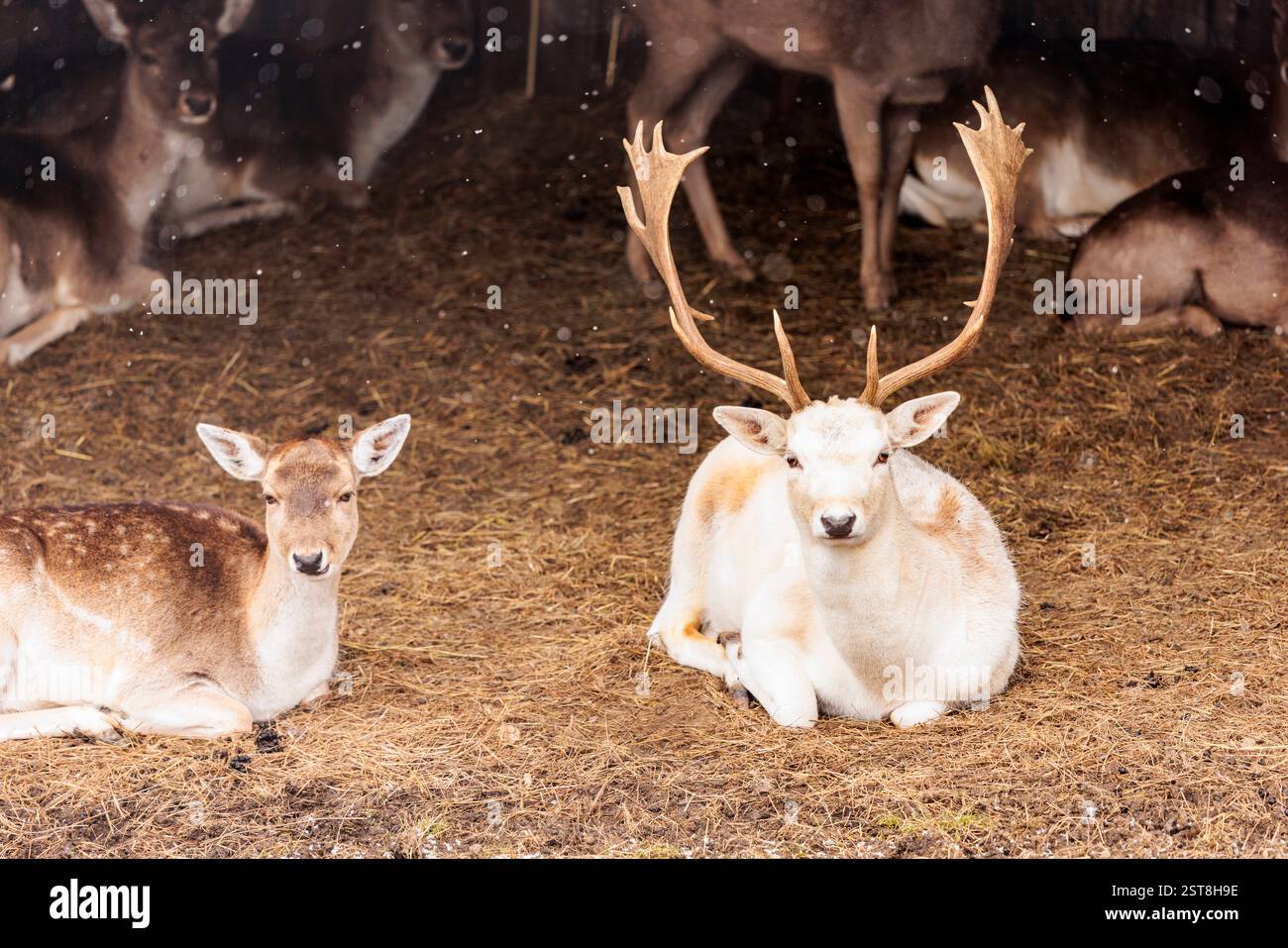 Tierwelt 2025-02-16, GER, Bayern: Damwild im Gehege *** Tierwelt 2025 ...