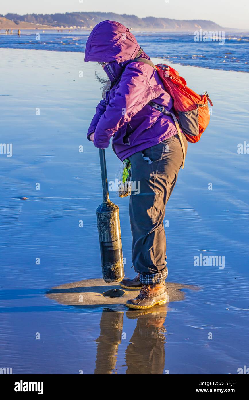 Using a clam gun for harvesting Razor Clams on Mocrocks Beach, Pacific ...