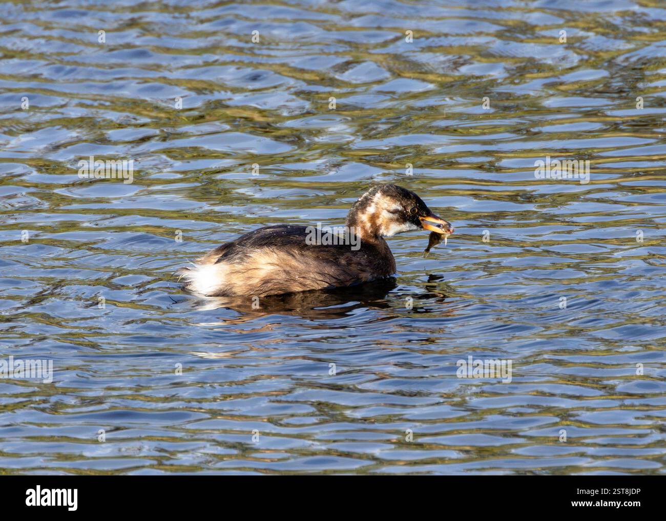 The Little Grebe is a small waterbird that feeds on fish and insects ...