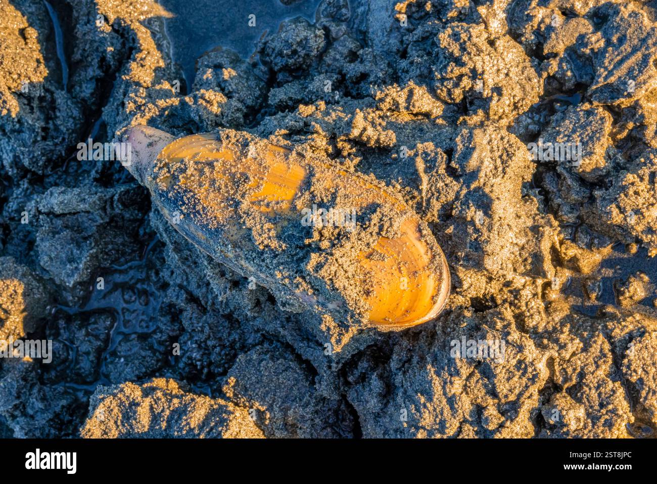 Razor Clam harvest on Mocrocks Beach, Pacific Ocean, Washington State ...