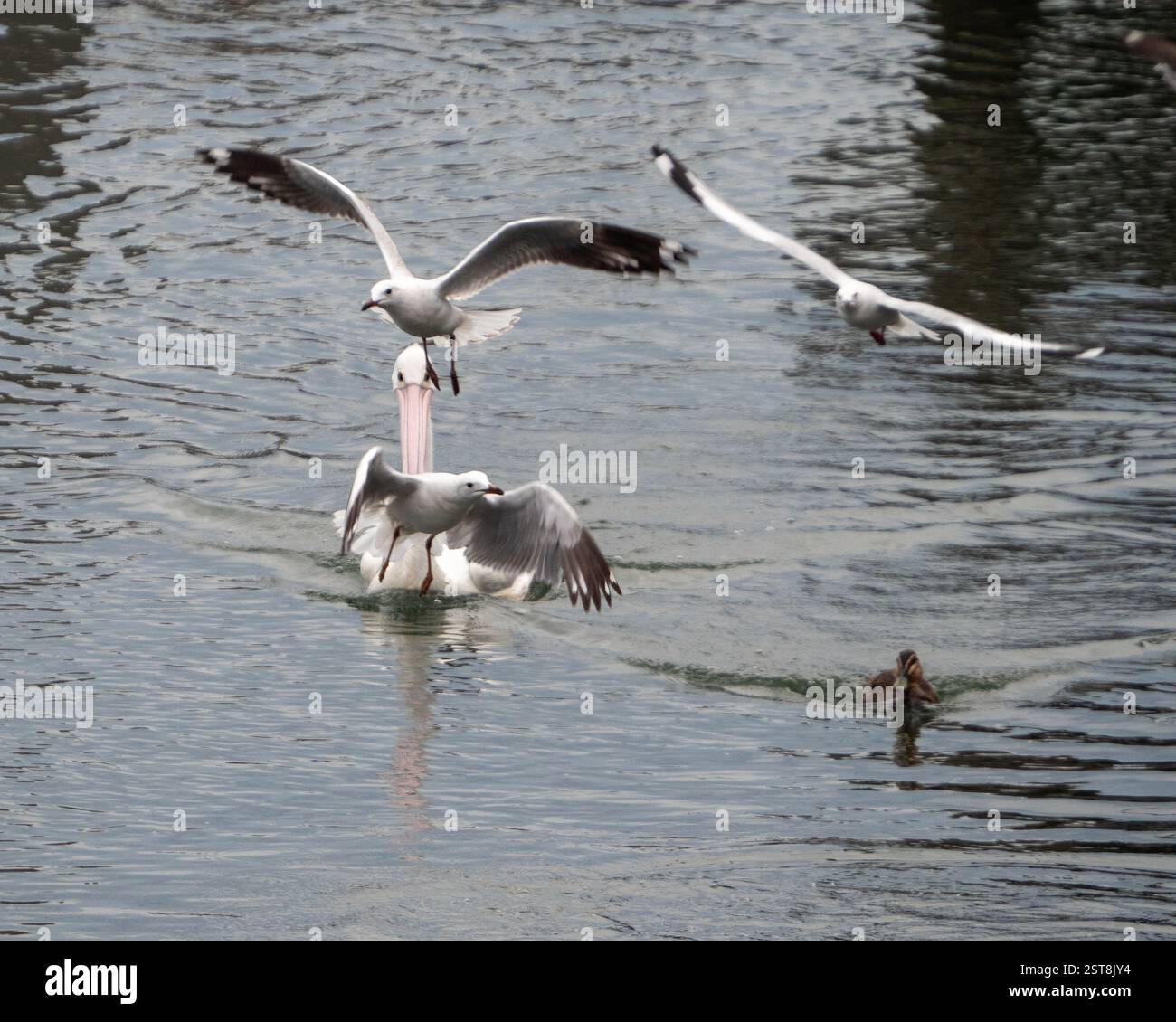 Seagulls flapping around and photo bombing an Australian Pelican as ...