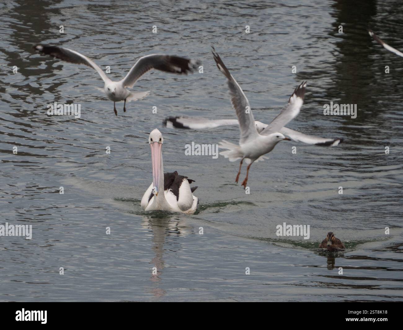 A Pelican floating along on the lake water as seagulls and other birds ...