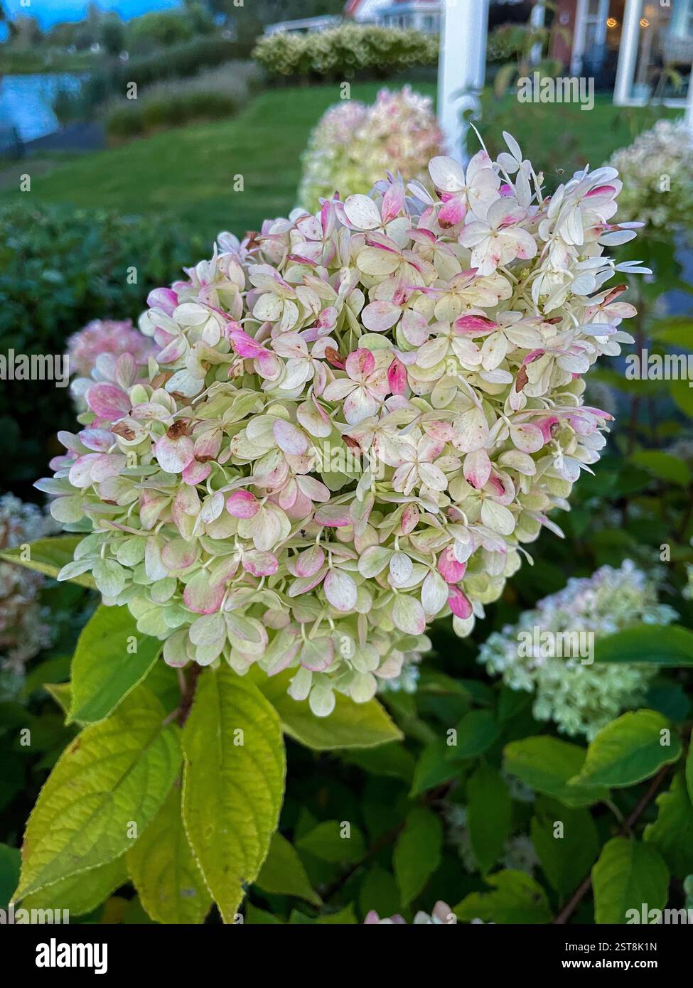 Hortensie rispe hi-res stock photography and images - Alamy