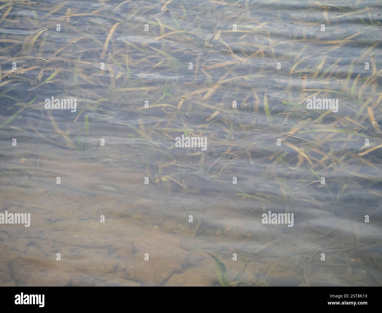 Coastal shallow water underwater plants hi-res stock photography and ...