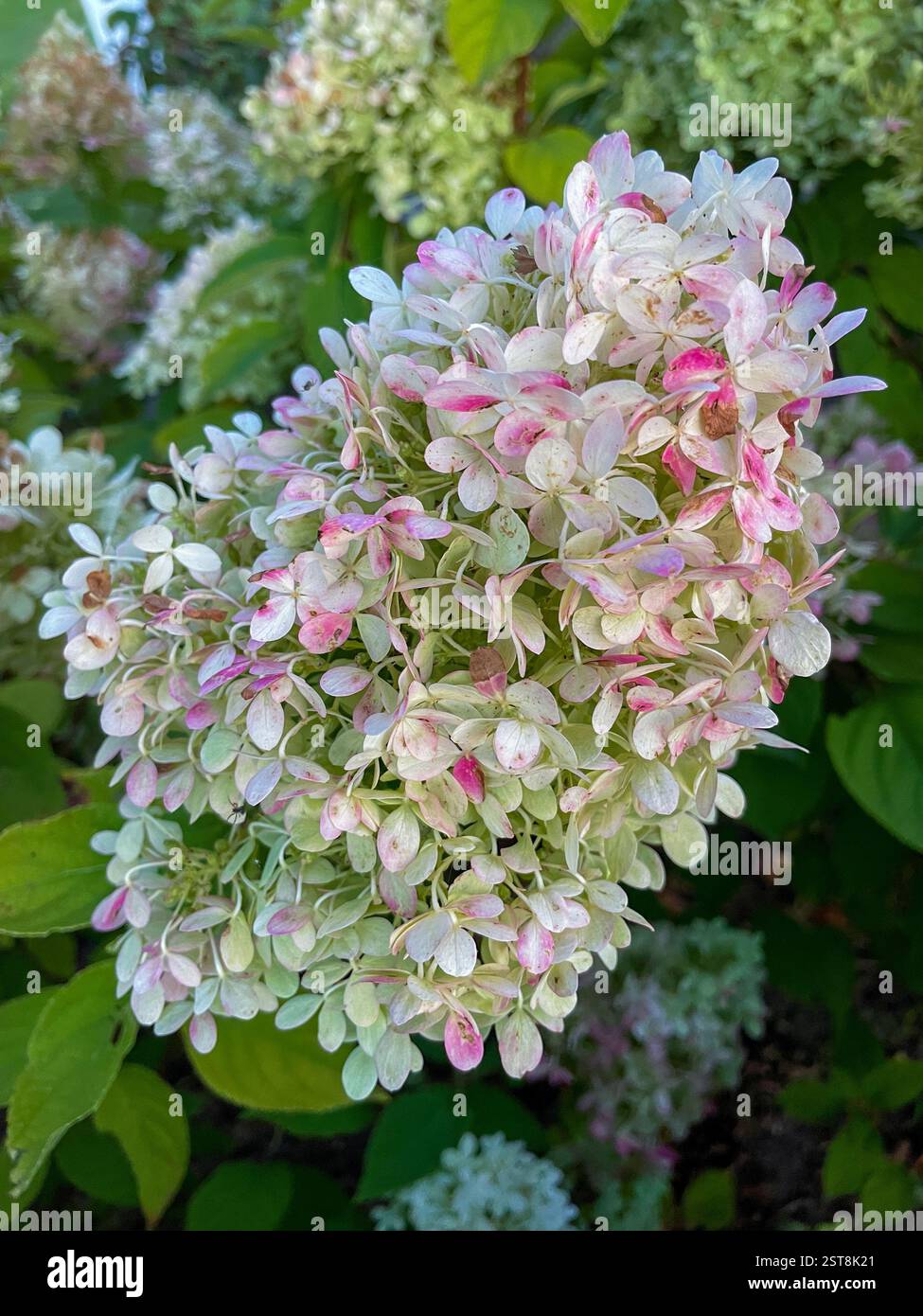 Hortensie rispen hi-res stock photography and images - Alamy