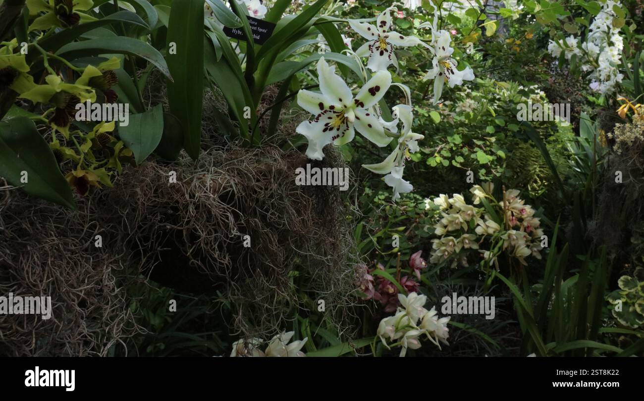 A variety of orchids in a tropical garden, blooming in the spring Stock ...