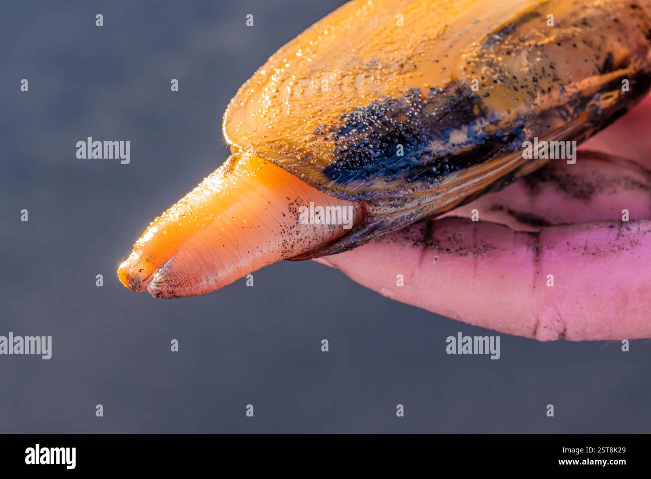 Razor Clam harvest on Mocrocks Beach, Pacific Ocean, Washington State ...