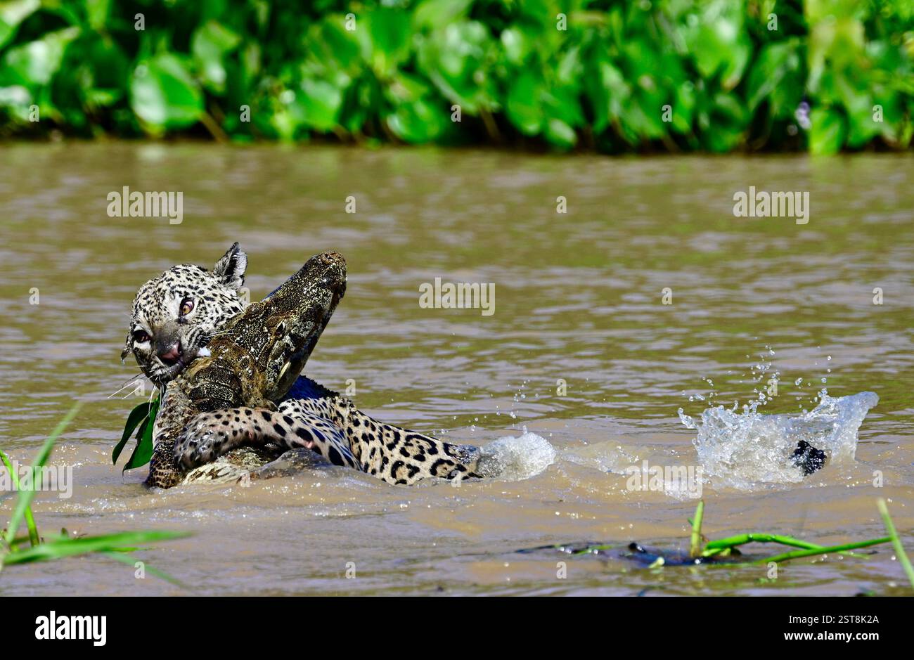 Jaguar Ambush Caiman Kill Stock Photo - Alamy