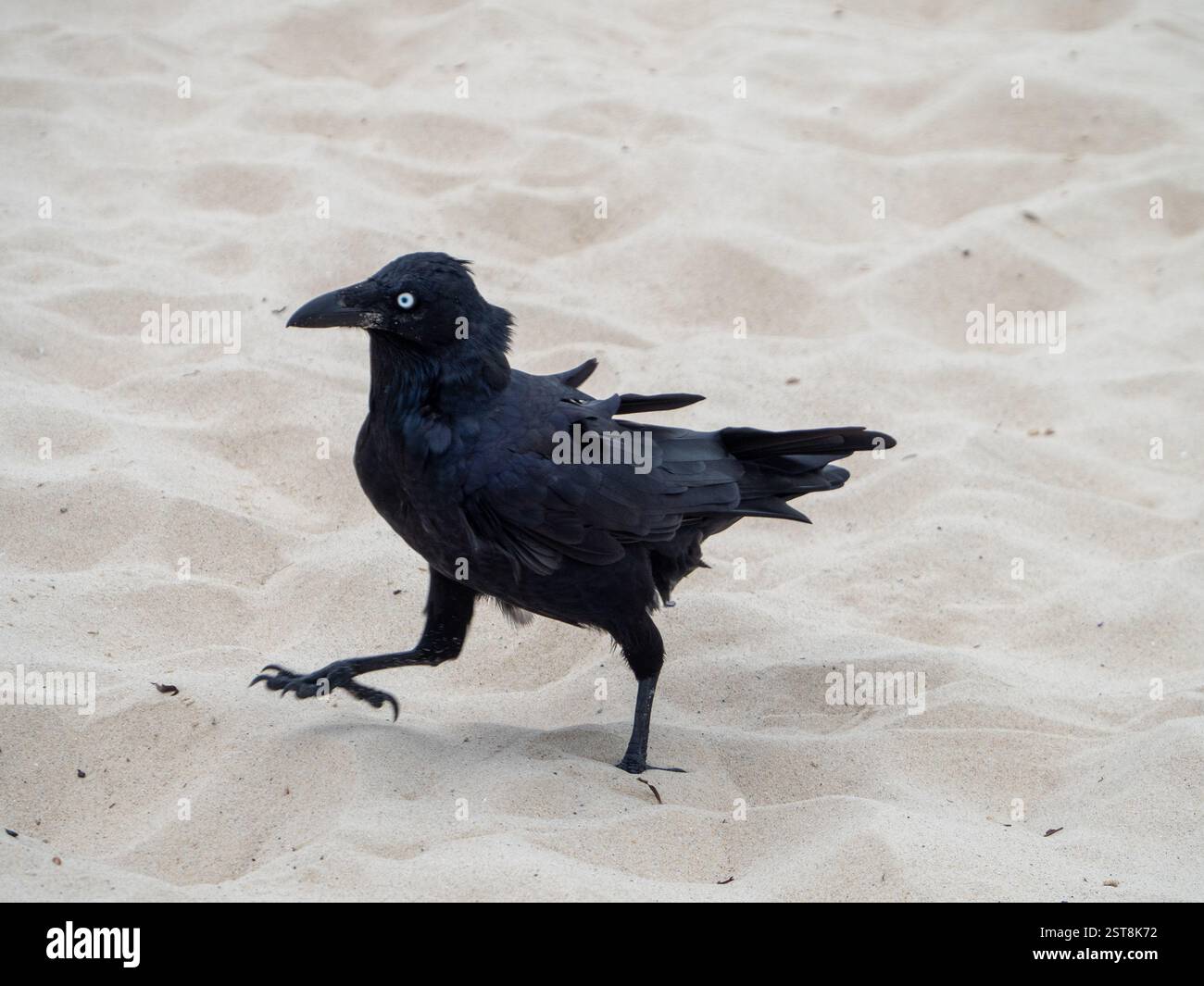 Wind along coast white black hi-res stock photography and images - Alamy