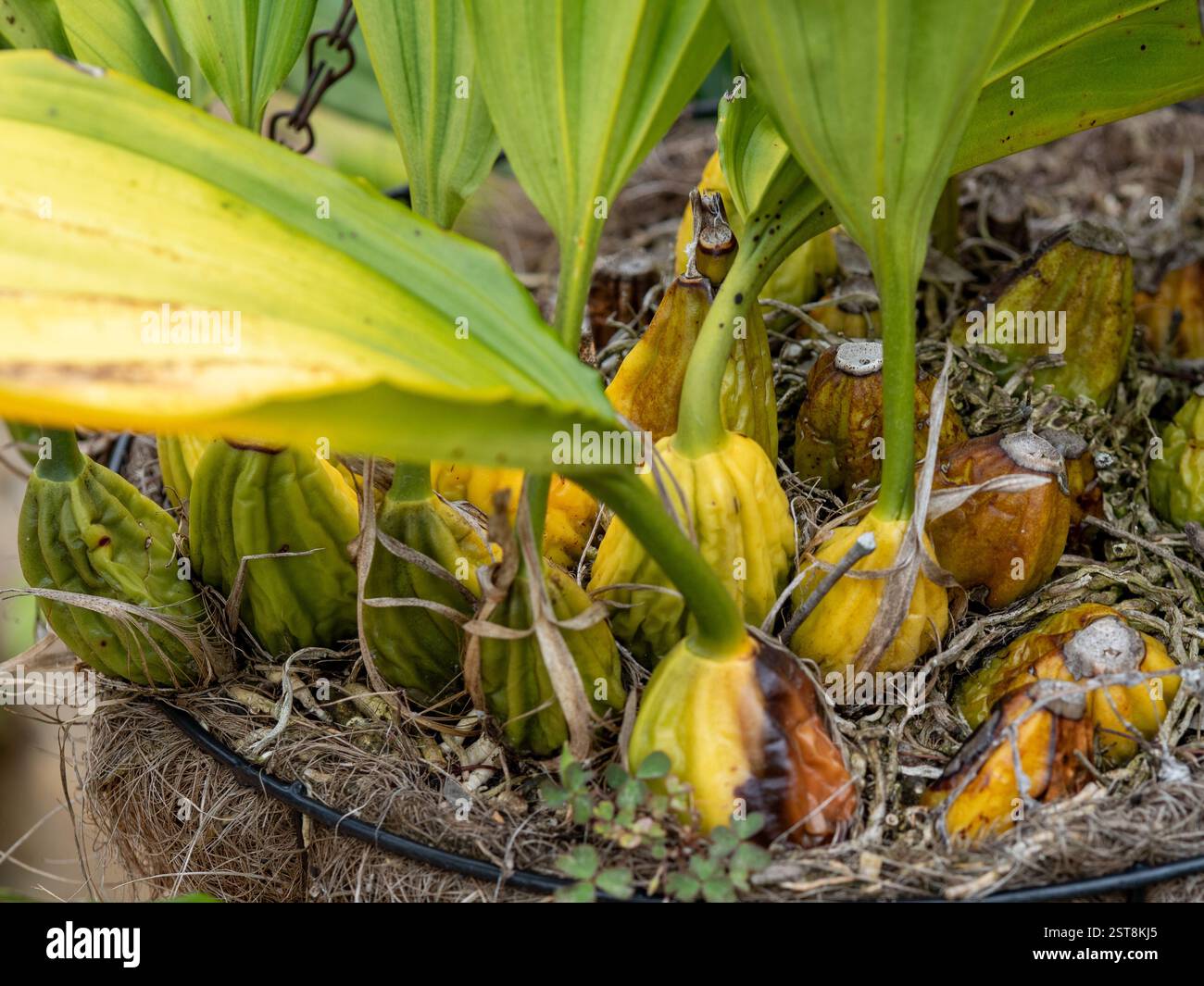 Stanhopeas hi-res stock photography and images - Alamy