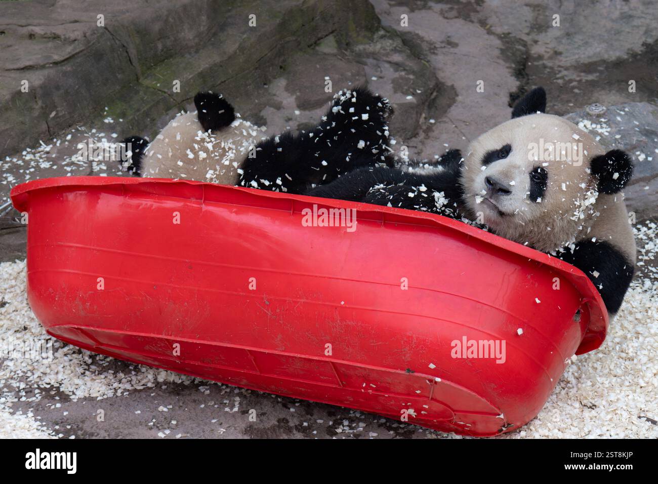 Chongqing, China. 16th Feb, 2025. CHONGQING, CHINA - FEBRUARY 16, 2025 ...