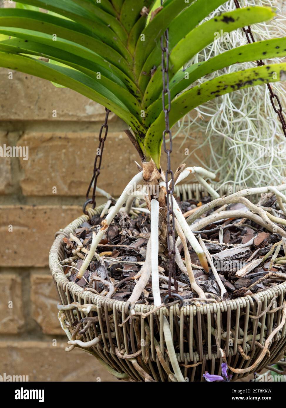 Vanda Orchid green alternating strap leaves and Epiphytic roots in a ...