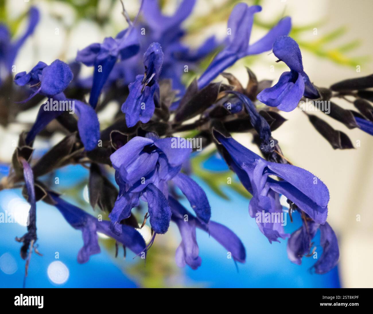 Salvia guaranitica black and bloom hi-res stock photography and images ...