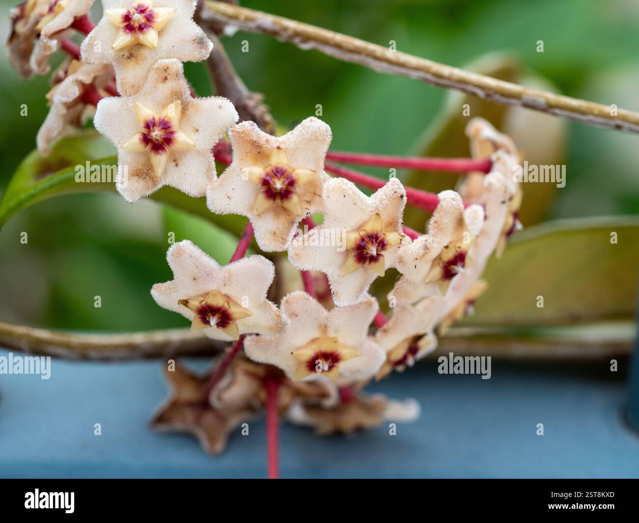 Flowers Hoya Carnosa, dense half-globe shaped cluster of tiny wax-like ...