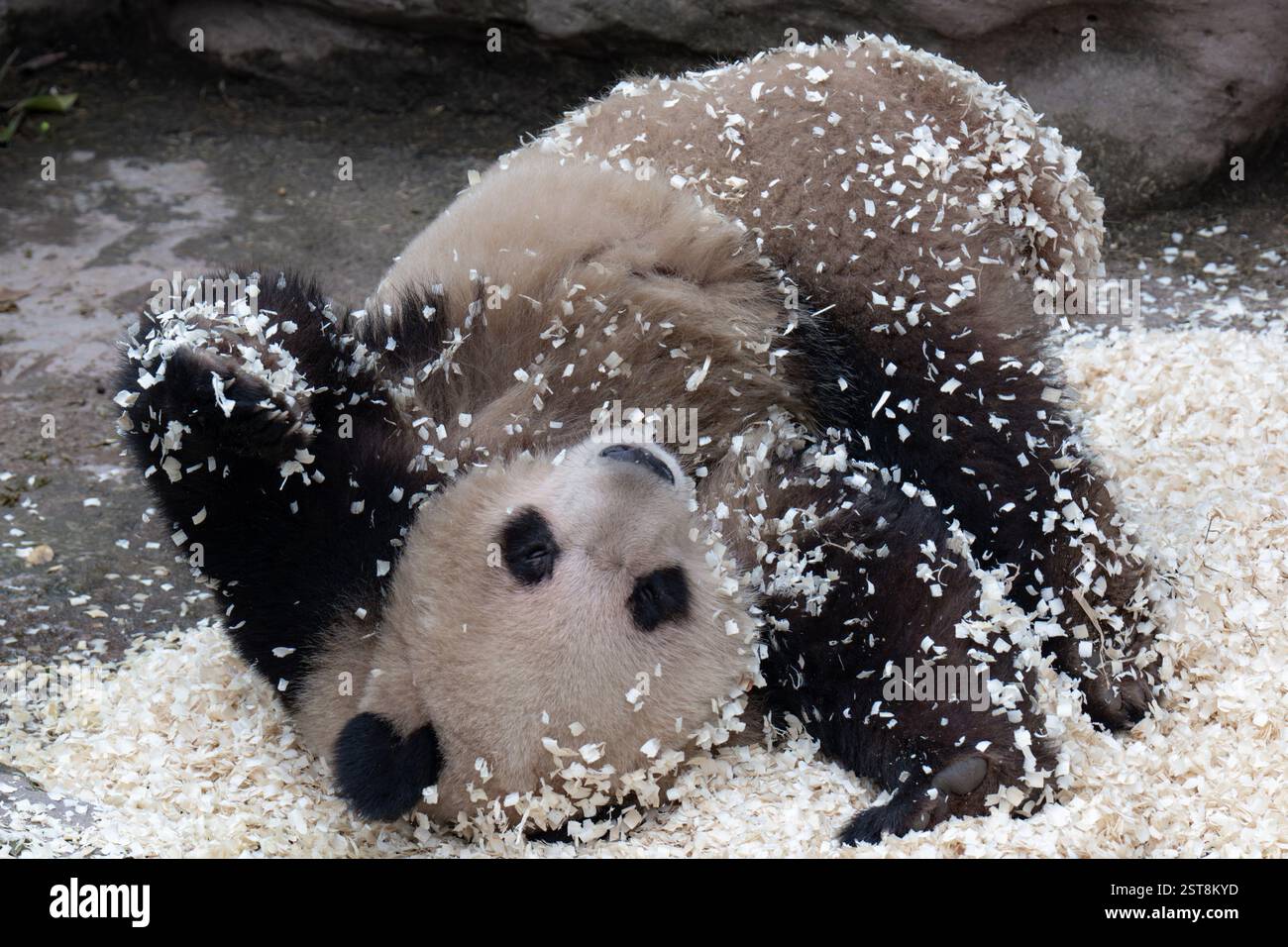 Chongqing, China. 16th Feb, 2025. CHONGQING, CHINA - FEBRUARY 16, 2025 ...