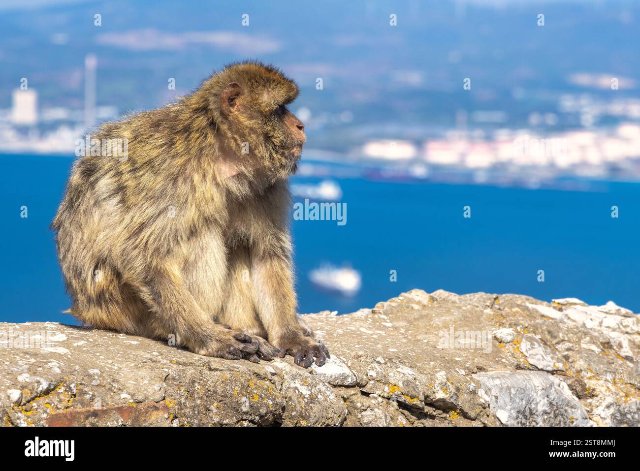 Monkey on Gibraltar, British Overseas Territory and city on the Iberian ...