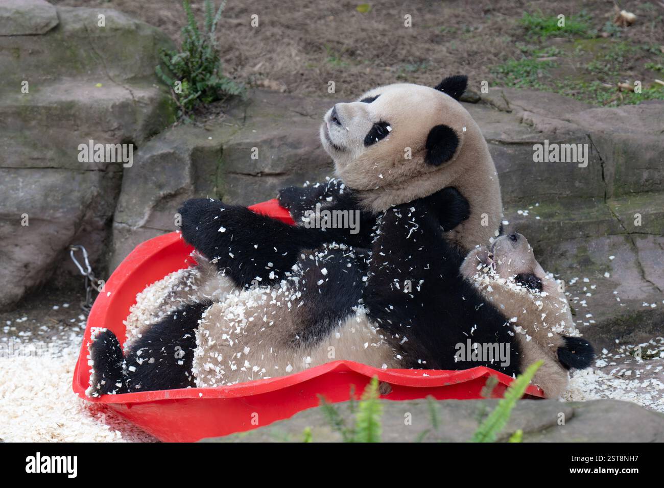 Chongqing, China. 16th Feb, 2025. CHONGQING, CHINA - FEBRUARY 16, 2025 ...