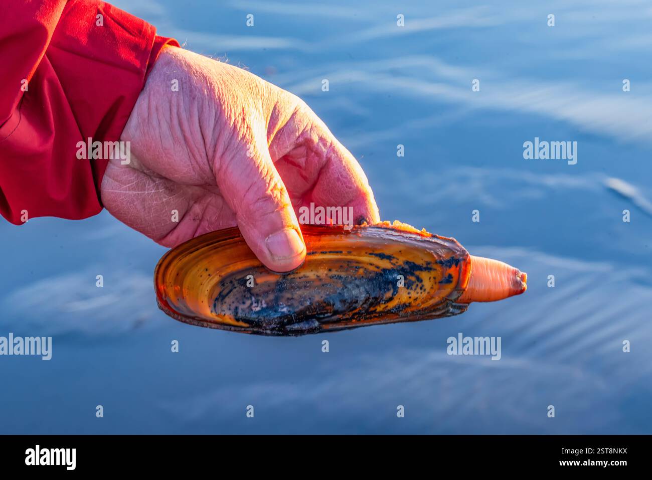 Razor Clam harvest on Mocrocks Beach, Pacific Ocean, Washington State ...