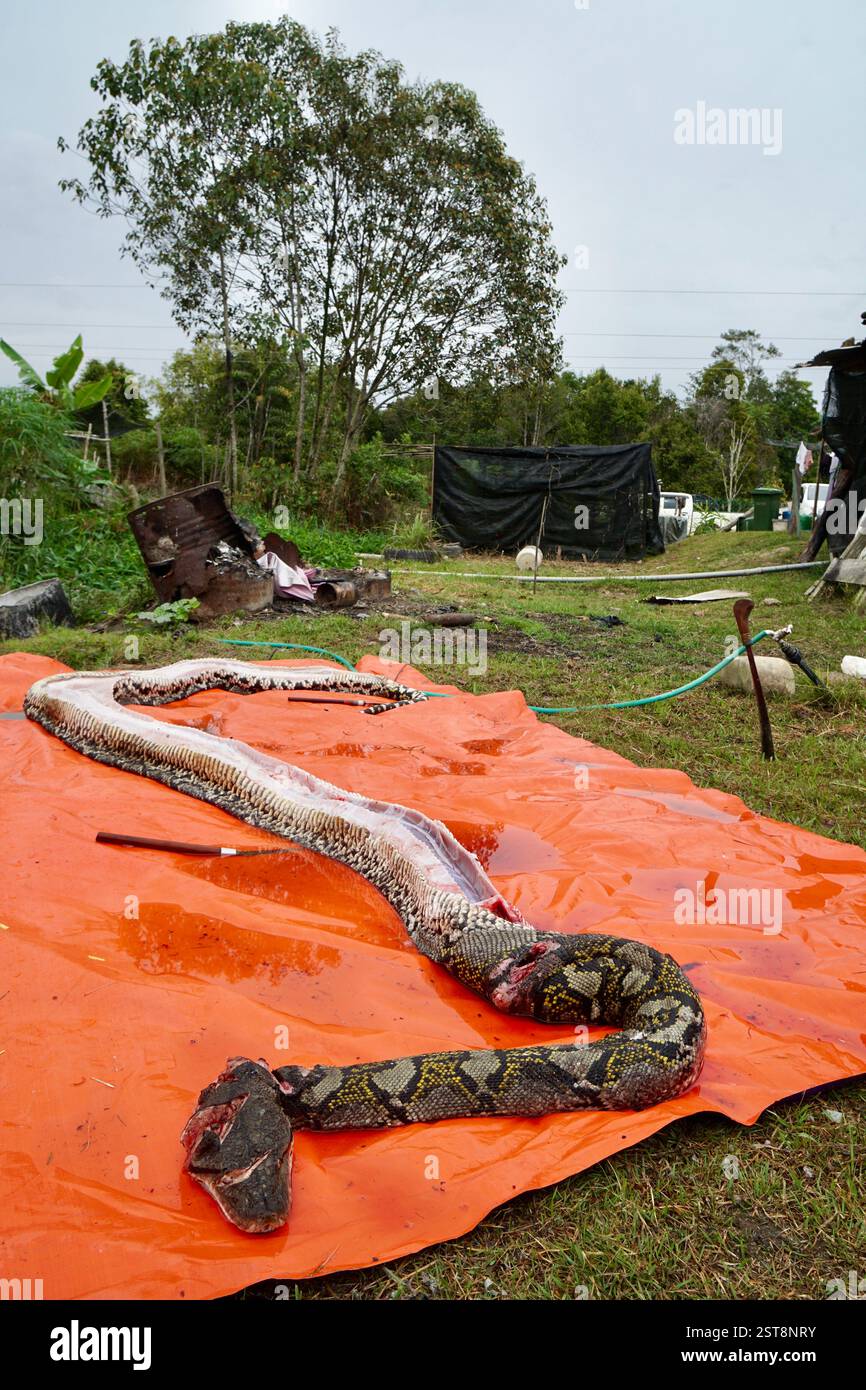 Phyton, Bario, Sarawak, Borneo, Malaysia Stock Photo - Alamy