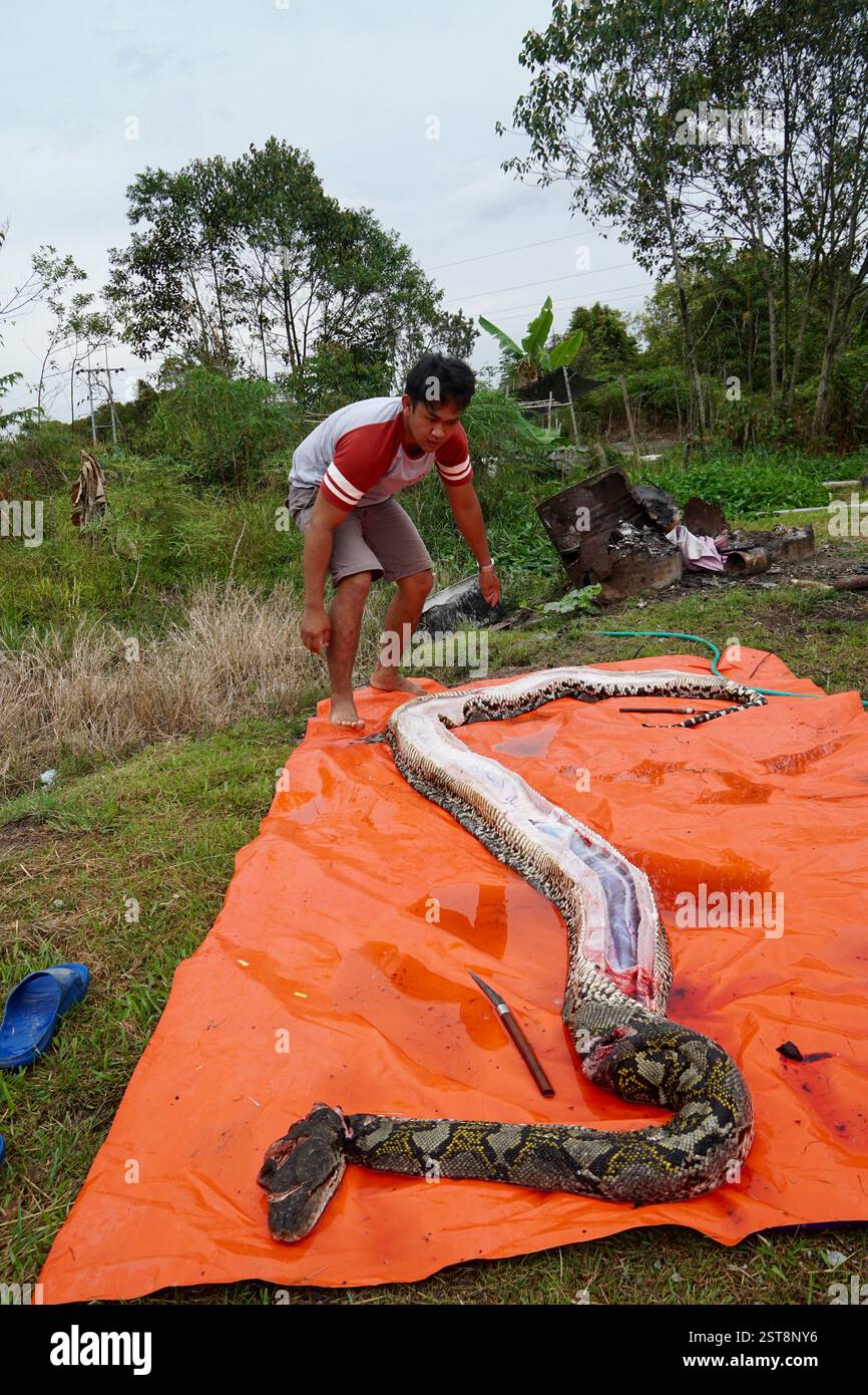 Phyton, Bario, Sarawak, Borneo, Malaysia Stock Photo - Alamy