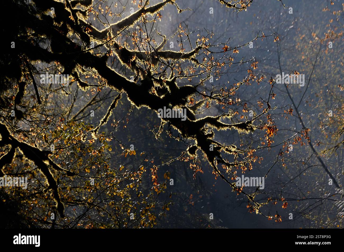 A tree branch with moss is lit up by the sun Stock Photo - Alamy