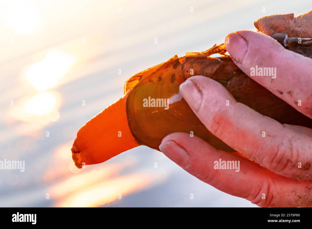 Razor Clam harvest on at sunset on Mocrocks Beach, Pacific Ocean ...