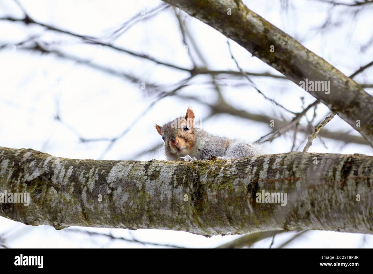 Squirrel looking down from tree hi-res stock photography and images - Alamy