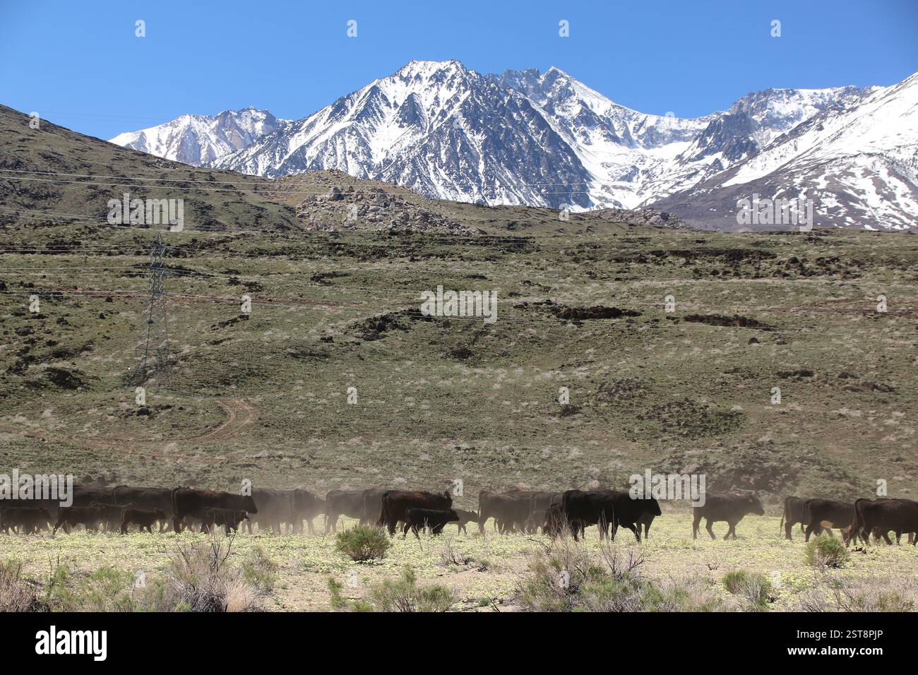 A cattle drive where cattle are moved to a new location in the Owens ...