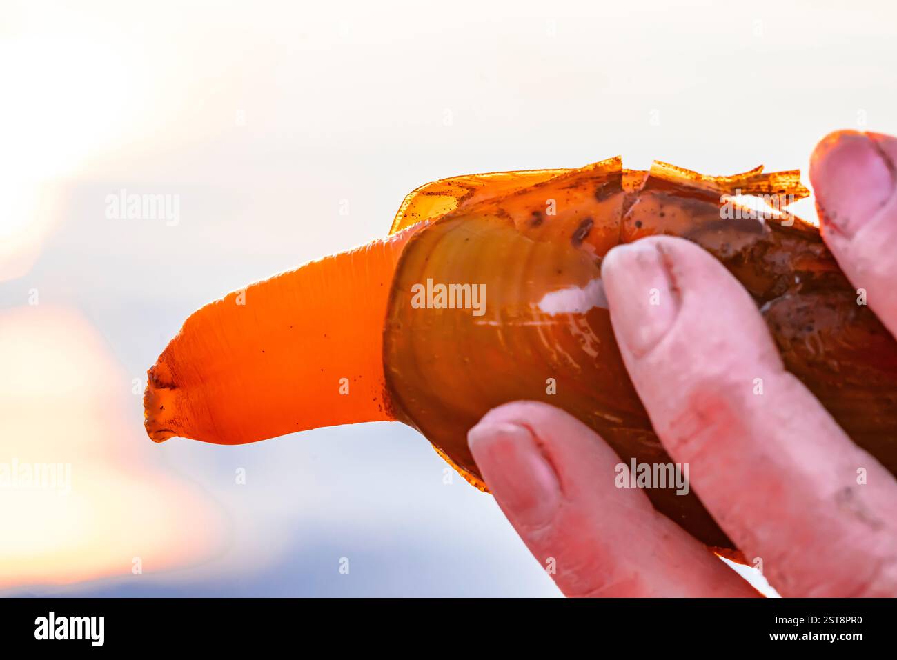 Razor Clam harvest on at sunset on Mocrocks Beach, Pacific Ocean ...