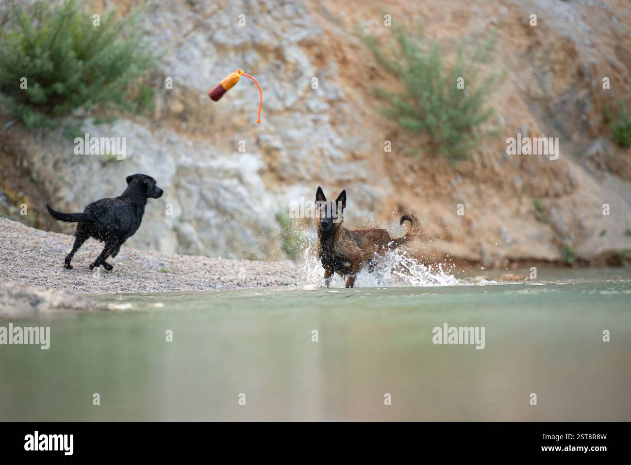 Black labrador retriever agility hi-res stock photography and images ...