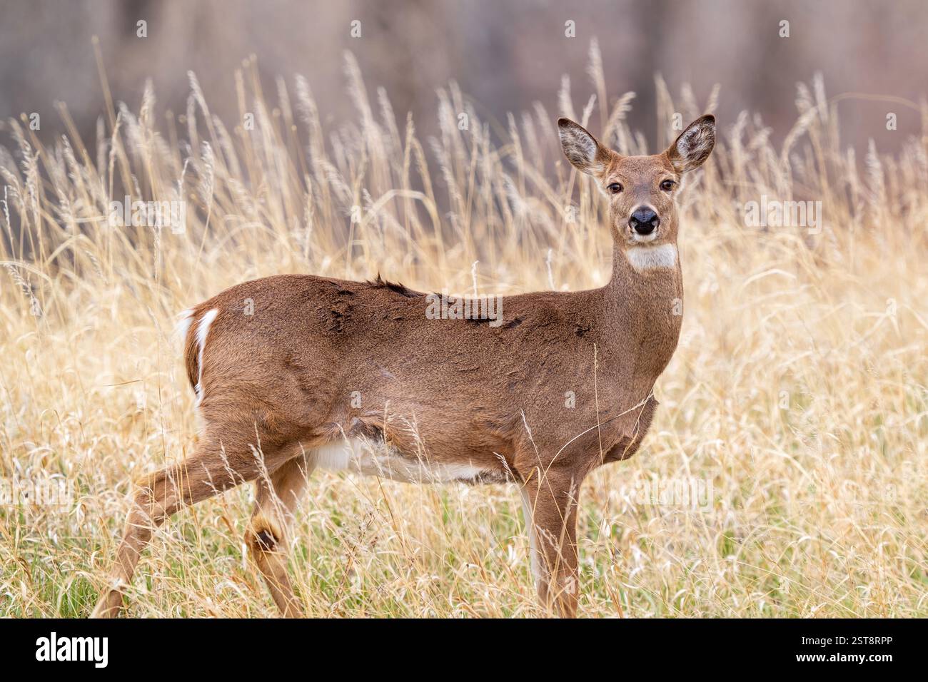 A pretty White-tailed Deer Doe or female, stops and looks at the viewer ...